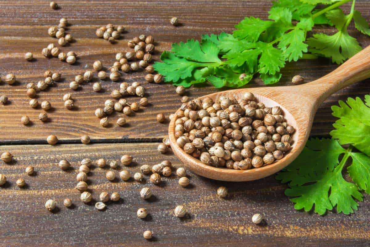 Guía Completa para Cultivar Cilantro en Macetas o en el Jardín ...