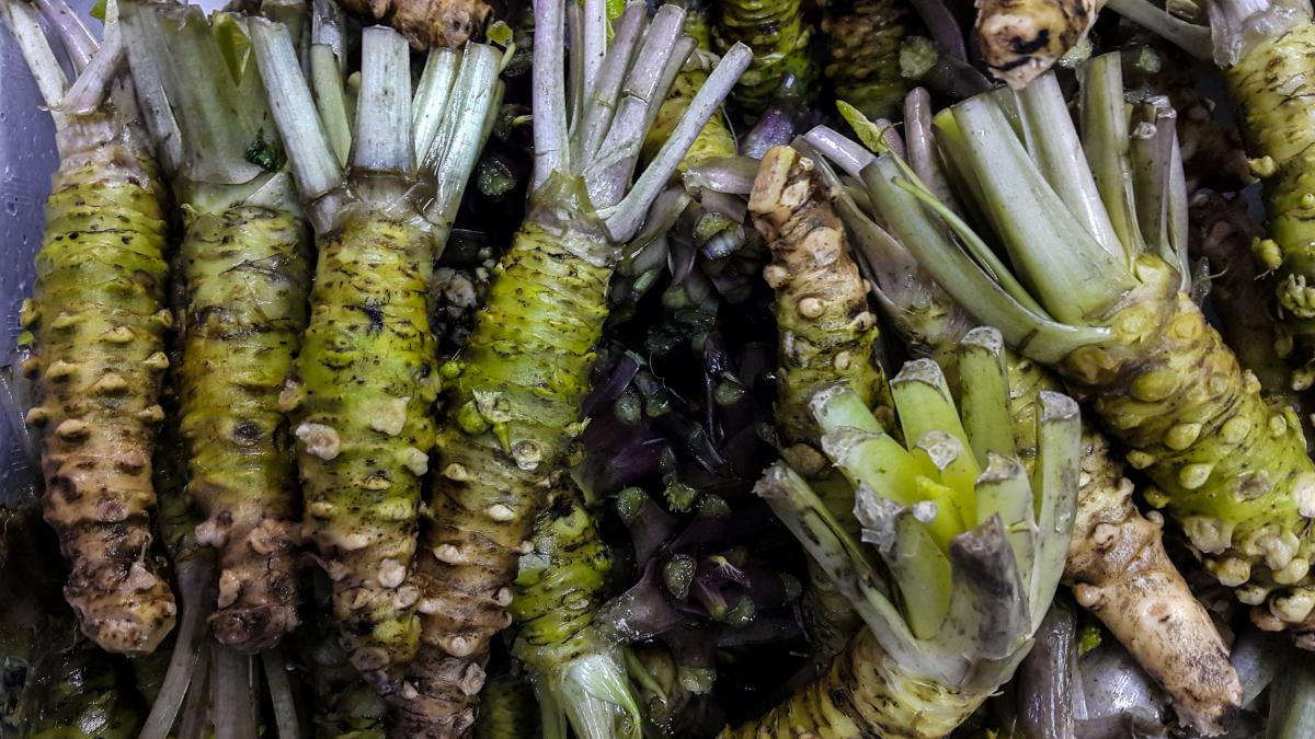 Guía para cultivar Wasabi: Cómo cultivar esta planta única y picante ...