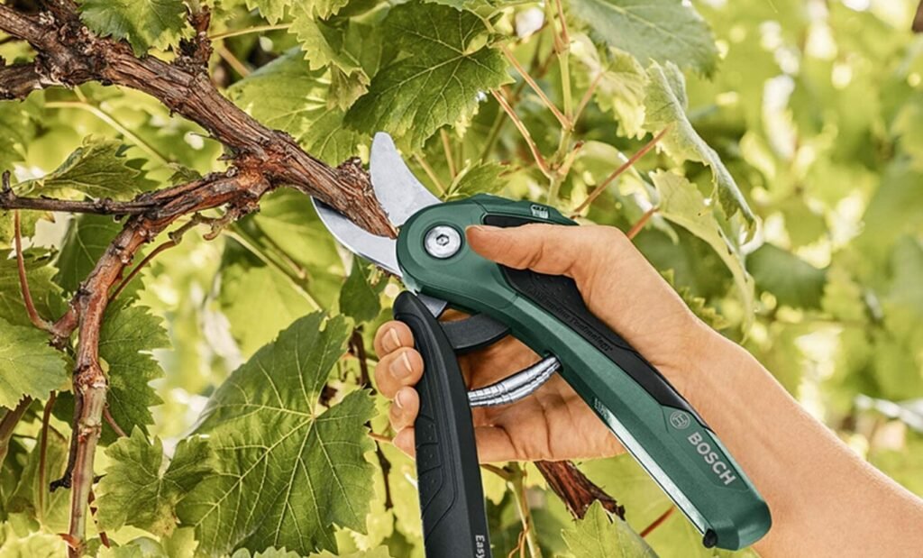 Técnicas de poda para árboles y arbustos: consejos y trucos para ...